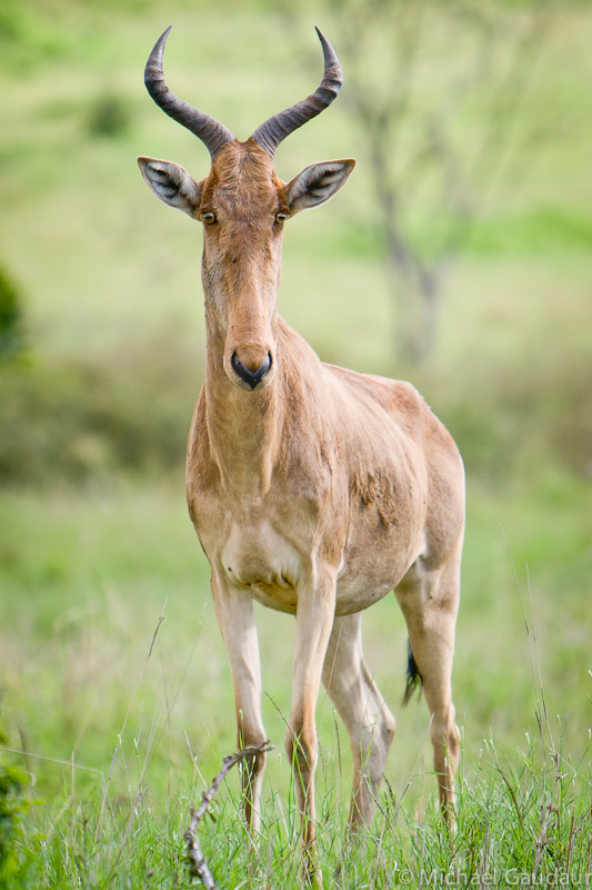 Images From The Kenyan Photo Safari Experience